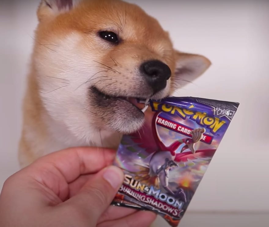 Shiba Puppy Opening Pokemon Cards Is Cute But Terrifying